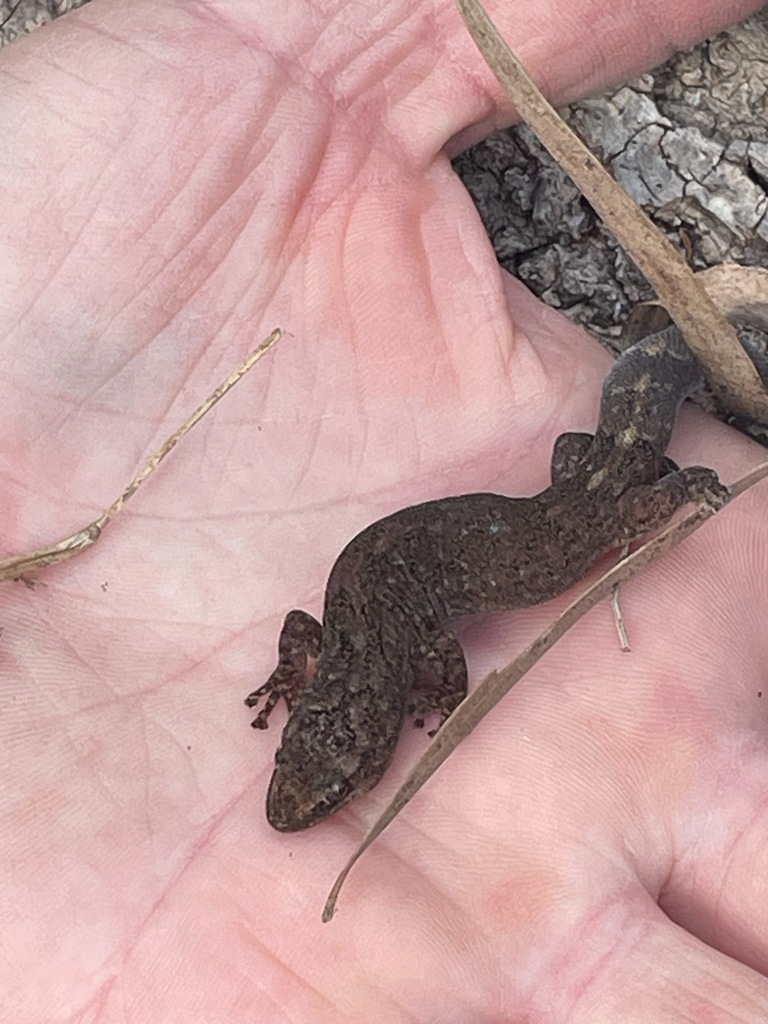 Southern Marbled Gecko from 7 Hove Rd, Rosebud VIC 3939, Australia on ...