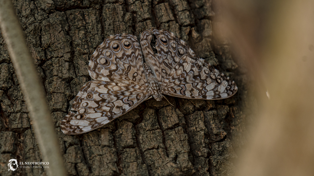Hamadryas februa ferentina from Predio "Pablín", Tuxtla Gutiérrez ...