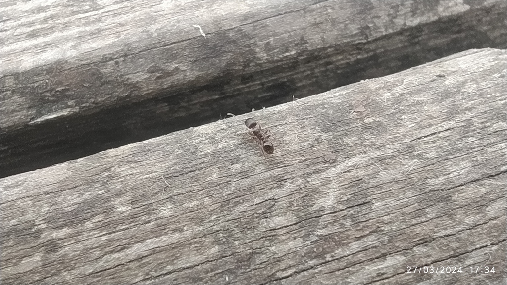 Pavement Ants from İstanbul, Türkiye on March 27, 2024 at 05:29 PM by ...