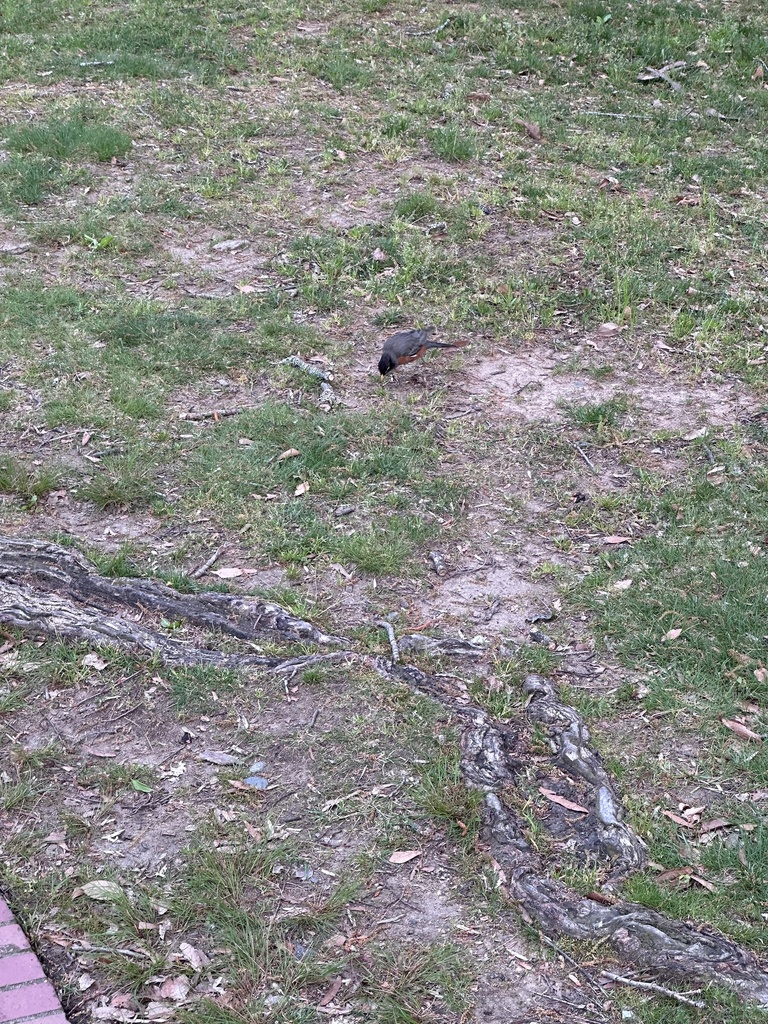 American Robin from The University of North Carolina at Chapel Hill ...