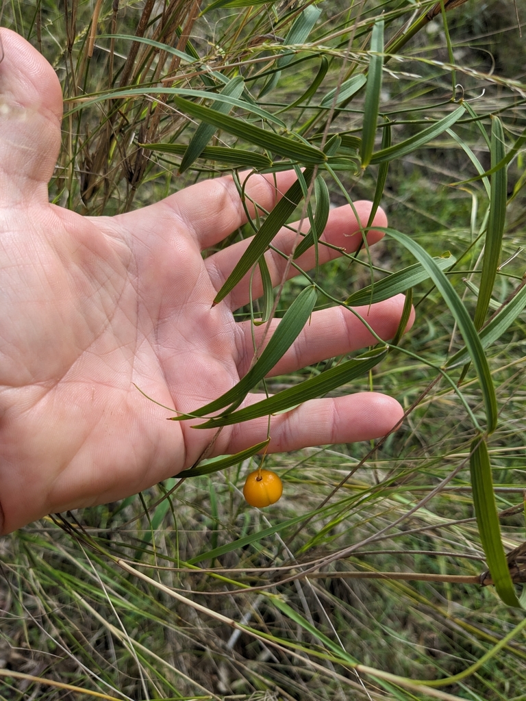 Wombat Berry from Muscle Creek NSW 2333, Australia on April 10, 2024 at ...