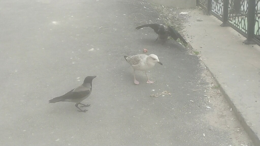 Hooded Crow from European Side, İstanbul, Türkiye on March 28, 2024 at ...