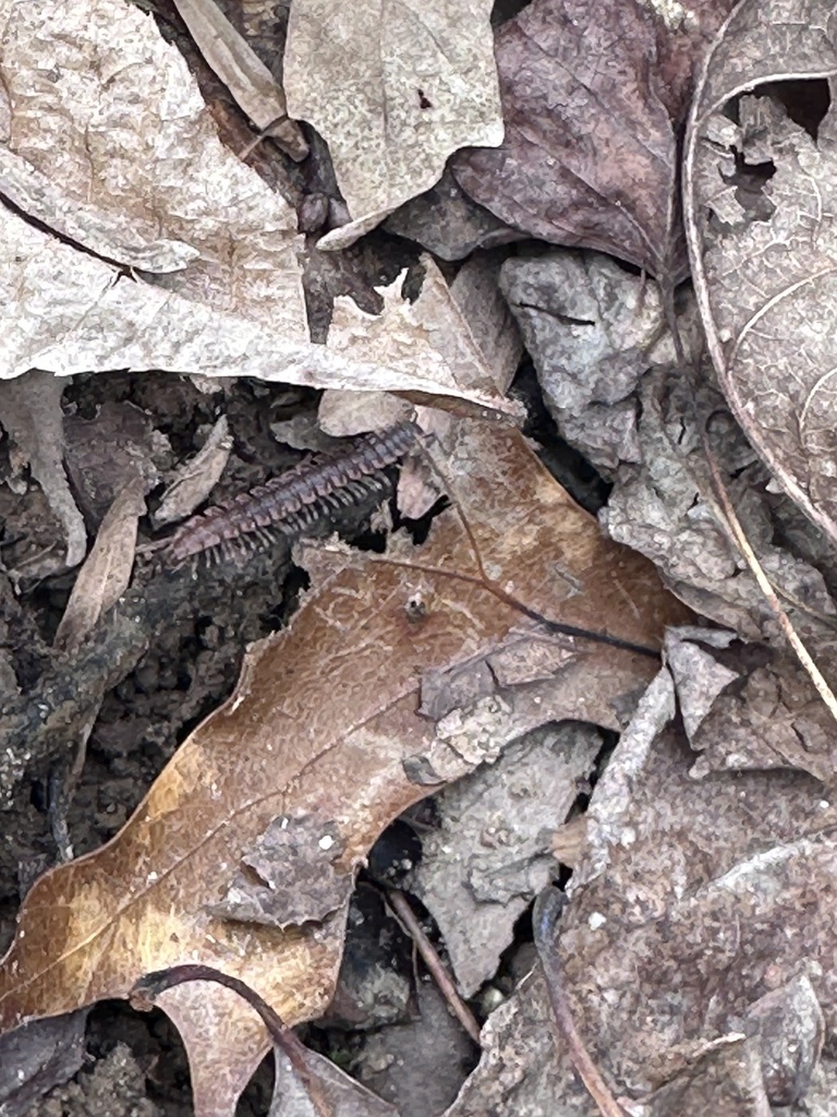 Common Pink Flat-back from The University of North Carolina at Chapel ...