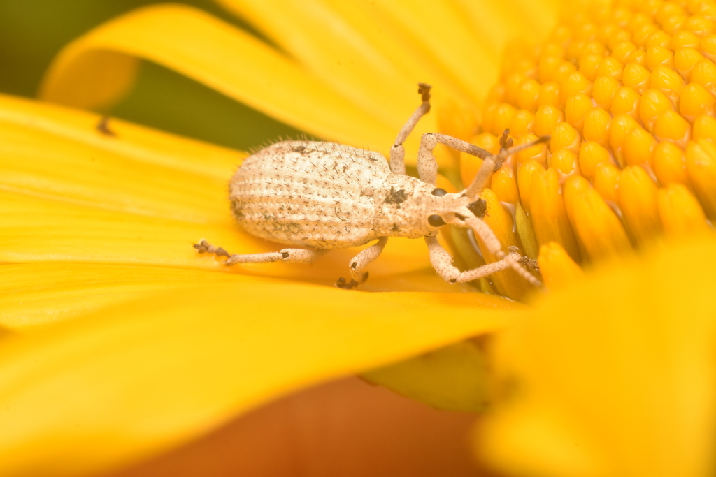 Eustylus (Biota de Itaca (RNSC), Gachantivá, Boyacá) · NaturaLista Colombia