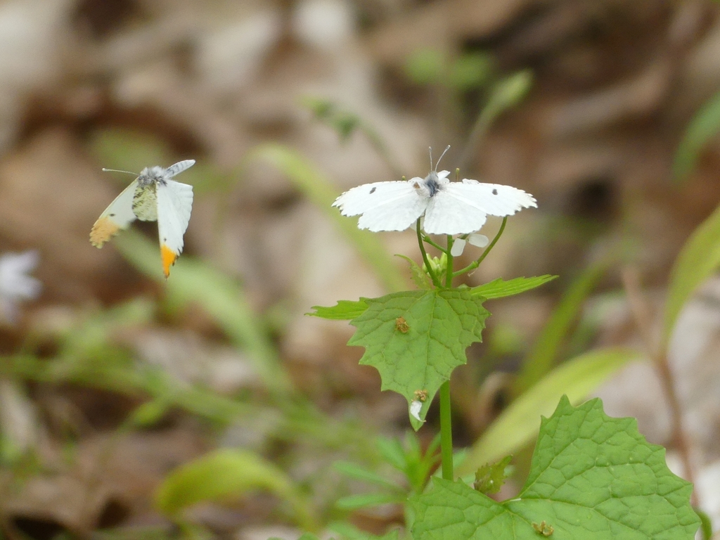 Falcate Orangetip from Henderson, KY 42420, USA on April 9, 2024 at 02: ...