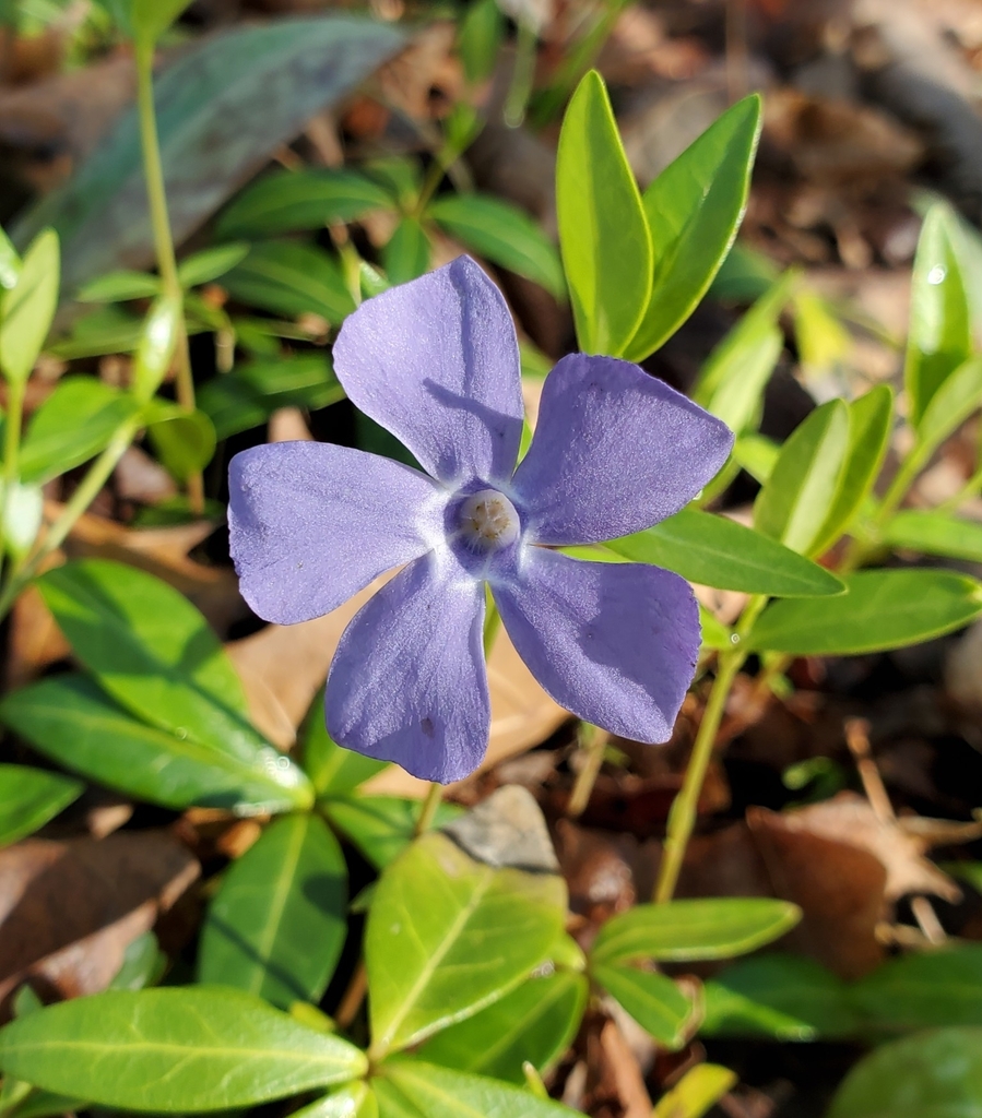 lesser periwinkle from New Augusta, IN 46278, USA on April 6, 2024 at ...