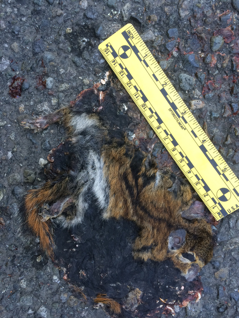 Townsend's Chipmunk from 26369–26445 Vashon Hwy SW, Vashon, WA, US on ...