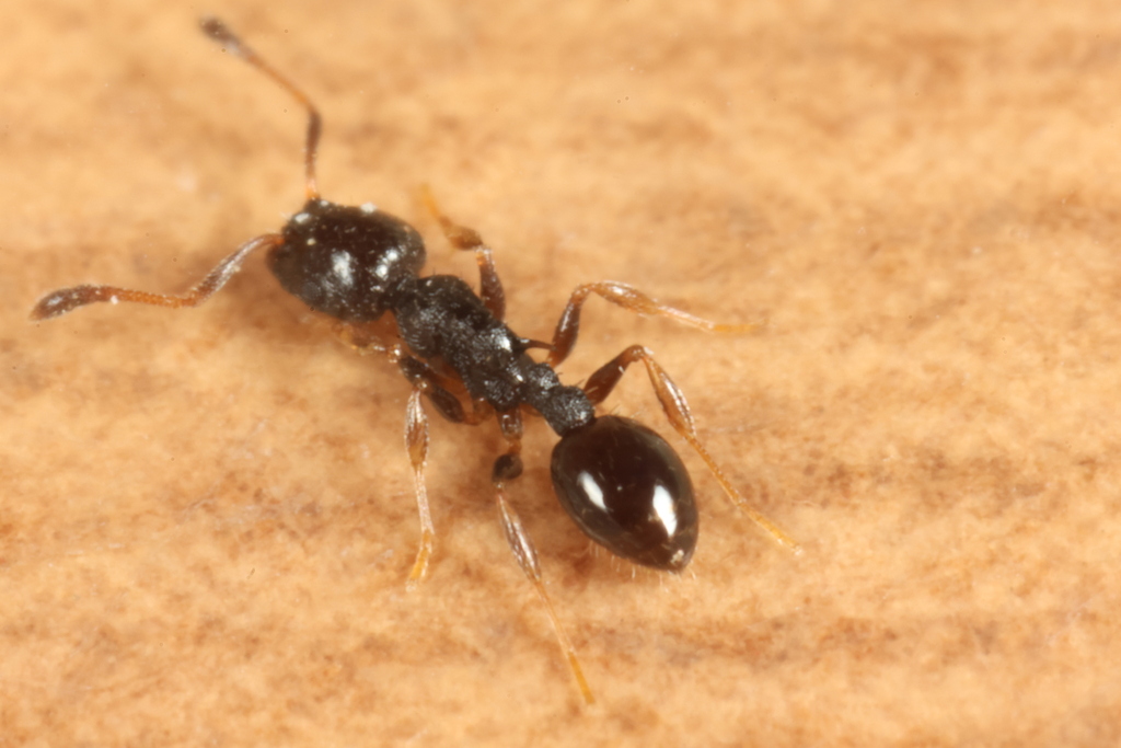 Long-spined Acorn Ant in April 2024 by mistycal · iNaturalist