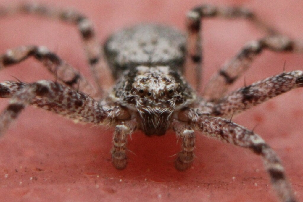 Running Crab Spiders in April 2024 by Matthew Lindsey. This spider ...