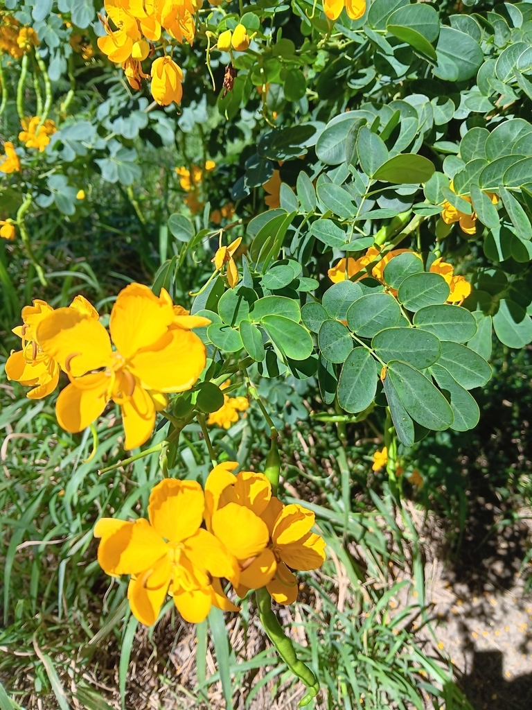 Easter Cassia from Geebung QLD 4034, Australia on April 10, 2024 at 10: ...