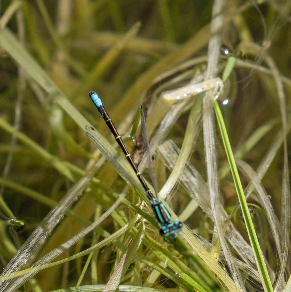 Western Forktail from Mount Diablo State Park, Contra Costa County, CA ...