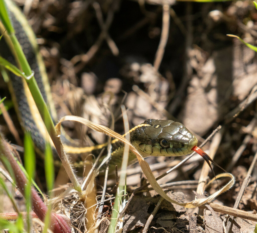 Diablo Range Garter Snake from Mount Diablo State Park, Contra Costa ...