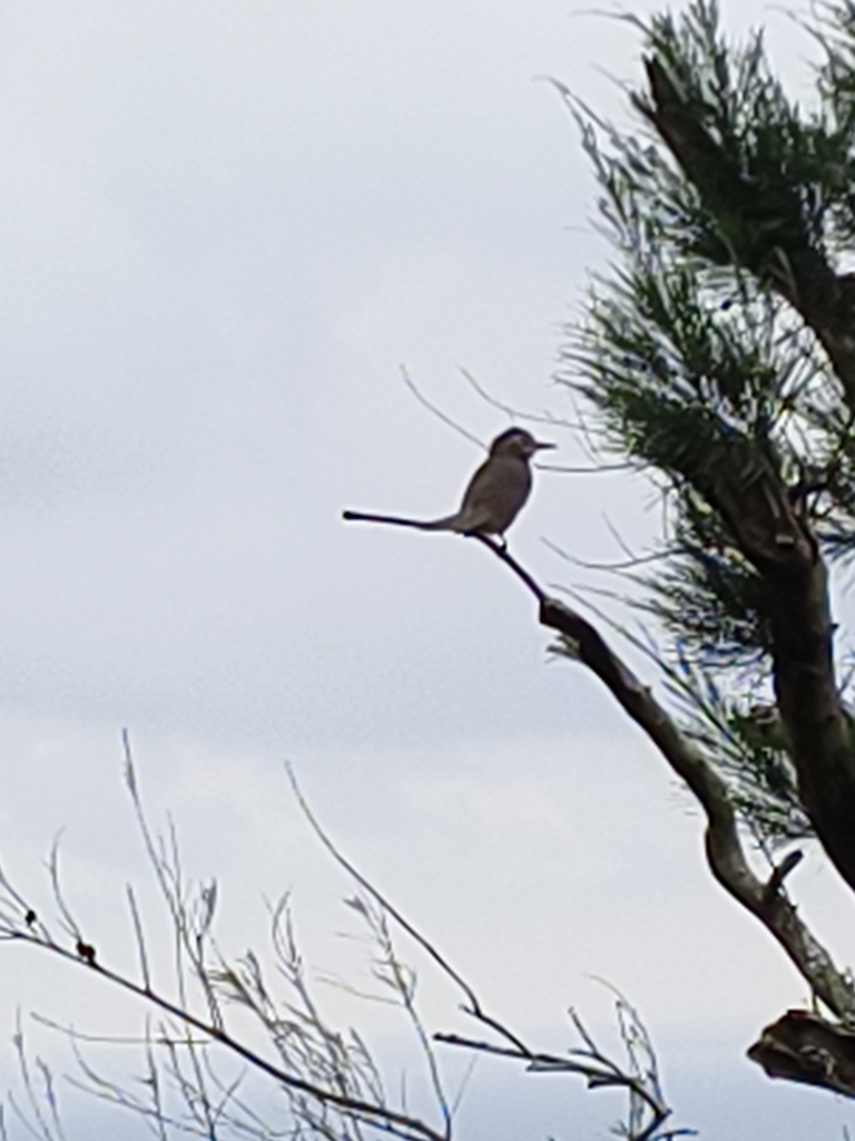 Perching Birds from Taitung, TW-TA, TW on April 10, 2024 at 07:29 AM by ...