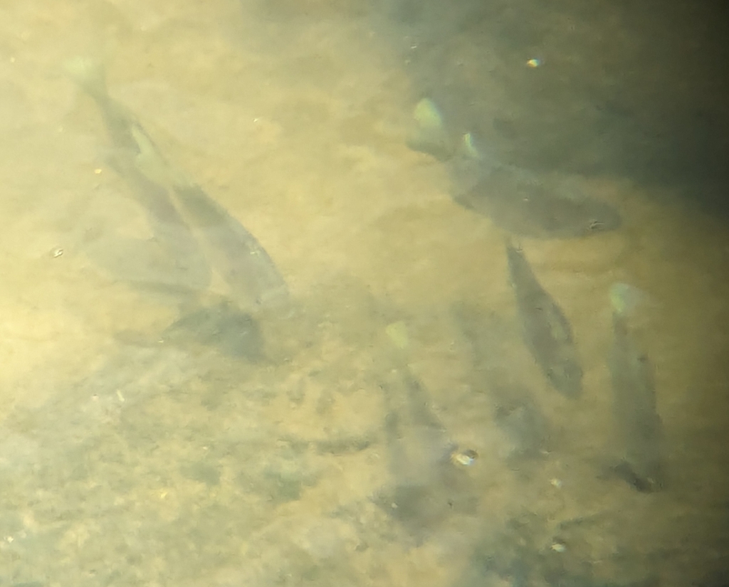 Plains Longear Sunfish from Spring, TX 77373, USA on April 7, 2024 at ...