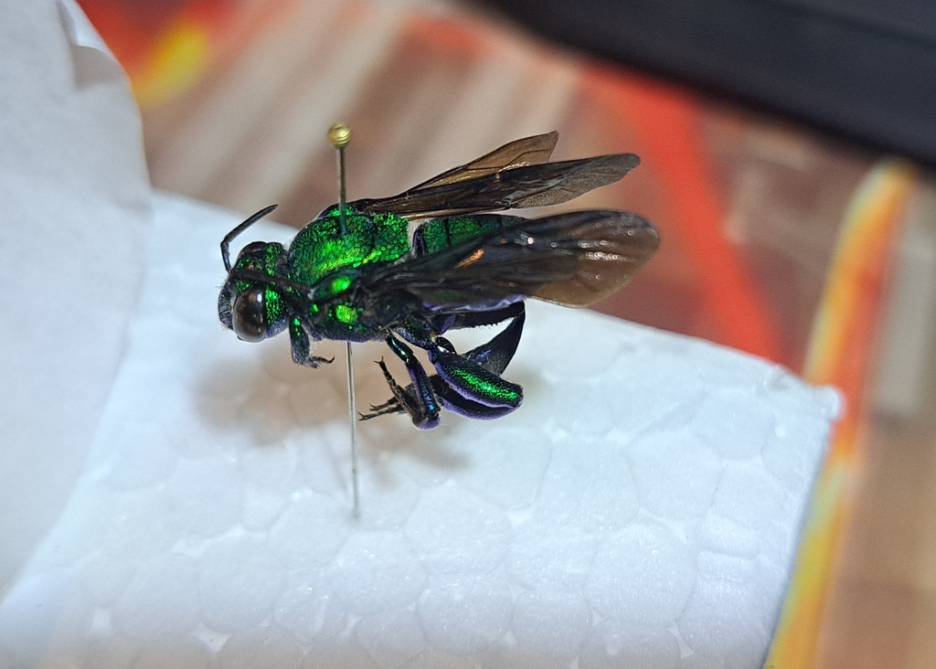 Exaerete dentata from Unamar, Cabo Frio - RJ, Brasil on April 9, 2024 ...