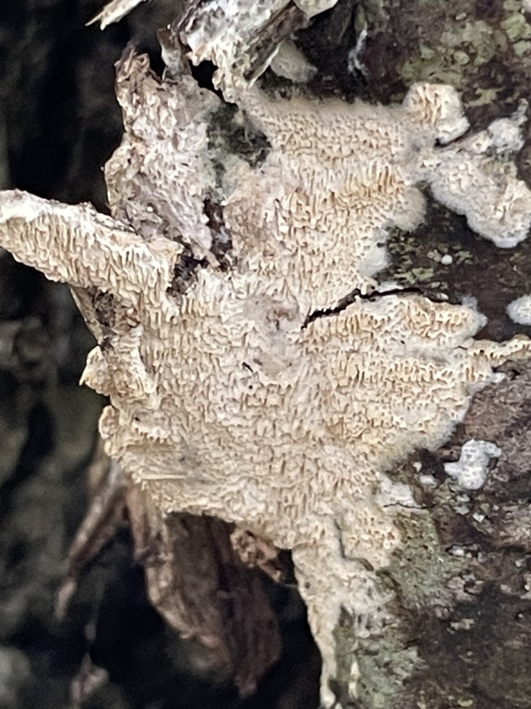 Milk-white Toothed Polypore from Bay Saint Louis, MS, US on April 9 ...