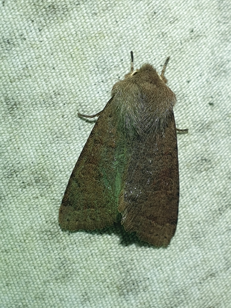 Gray Quaker from Brooktondale, NY 14817, USA on April 9, 2024 at 09:19 ...