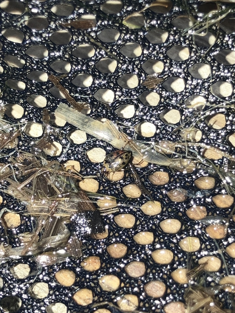 Toothless Crawling Water Beetle from Wood Lake Nature Center, Richfield ...