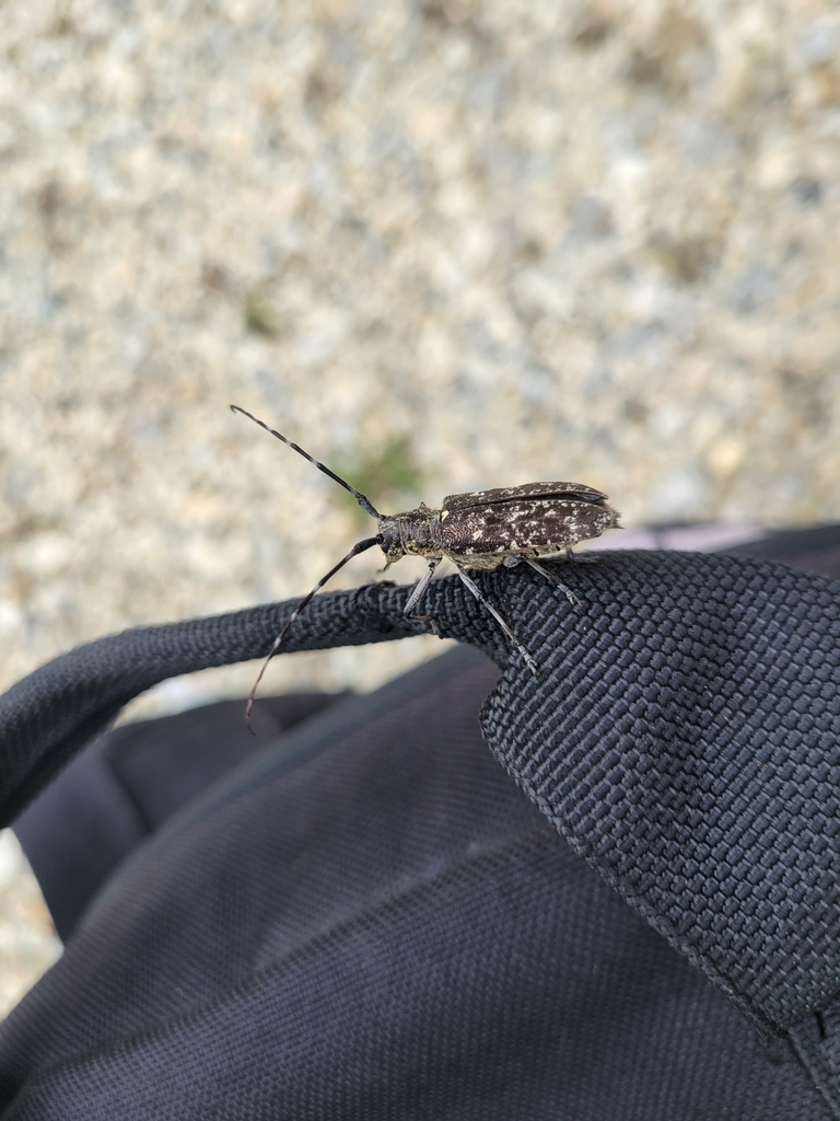 White-spotted Sawyer from Wingina, VA 24599, USA on April 9, 2024 at 12 ...