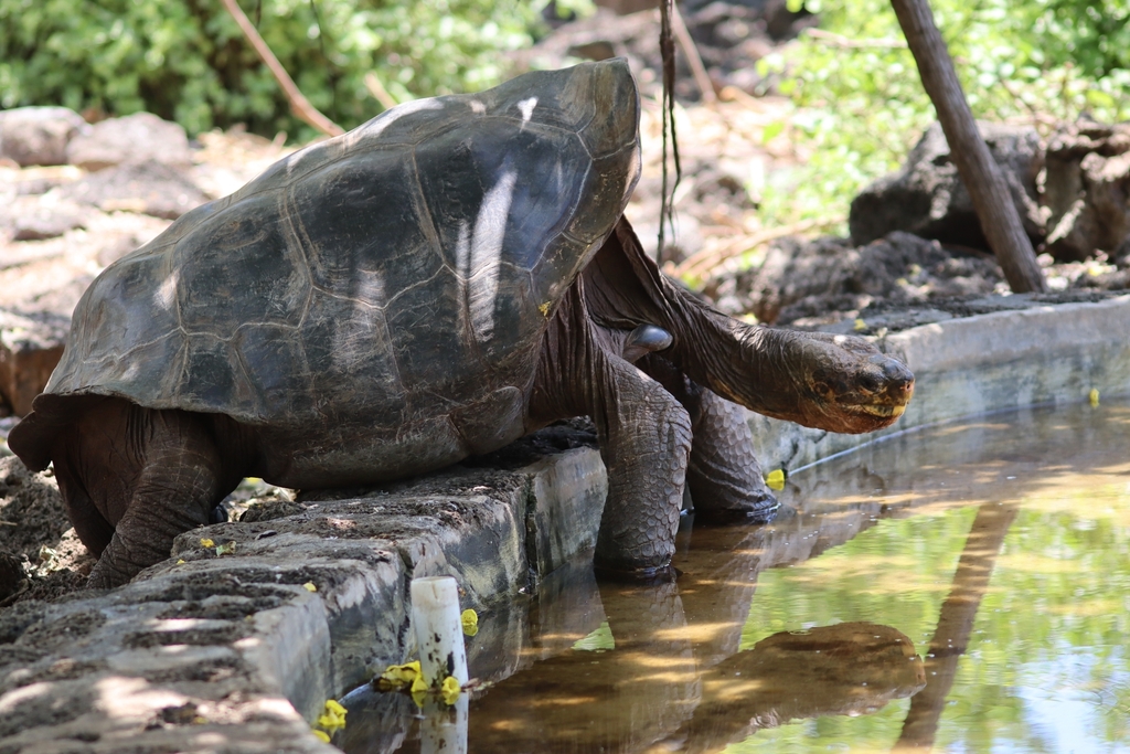Galápagos Giant Tortoise from Santa Cruz, EC-GA, EC on April 9, 2024 at ...