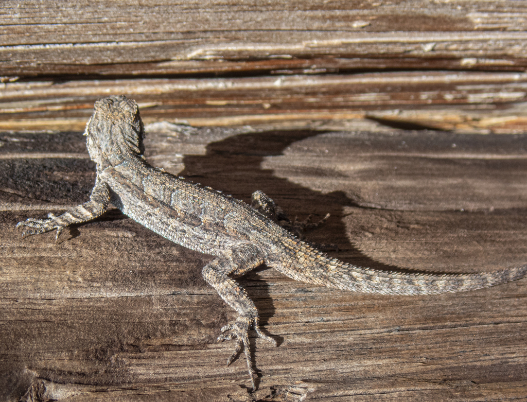 Ornate Tree Lizard from Coconino County, AZ, USA on April 4, 2024 at 11 ...
