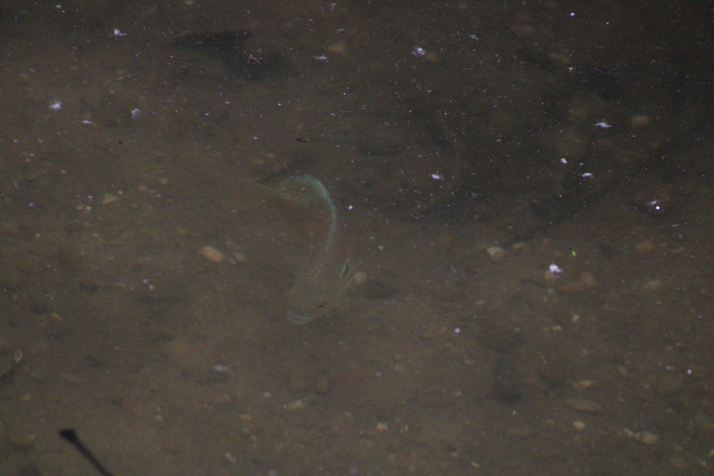 Plains Longear Sunfish from Eagle Lake, TX 77434, USA on April 07, 2024 ...