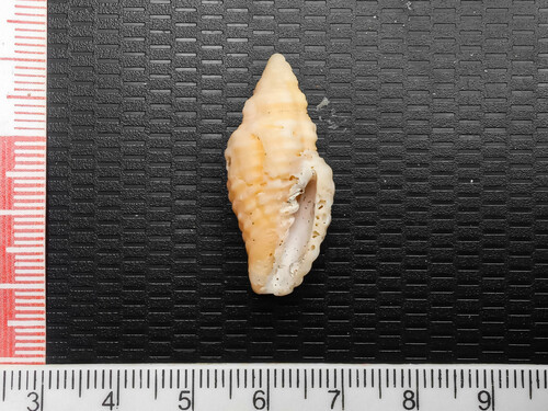 Neotiara rupicola · iNaturalist