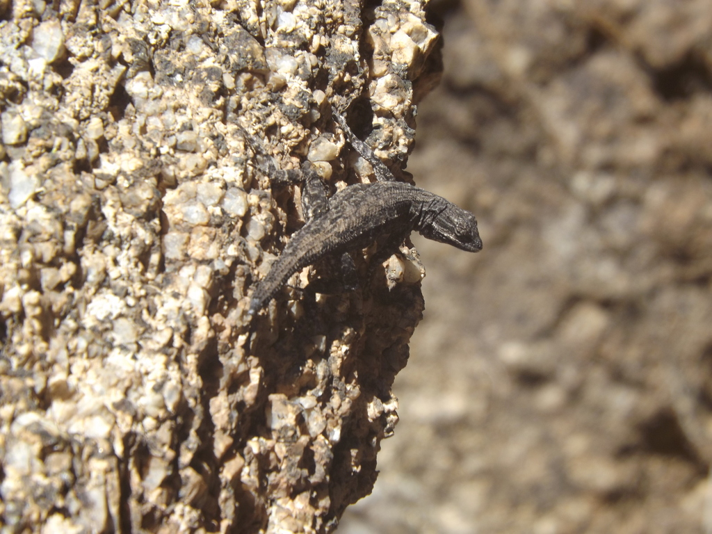 Ornate Tree Lizard from Pinnacle Peak, Scottsdale, AZ, USA on April 7 ...