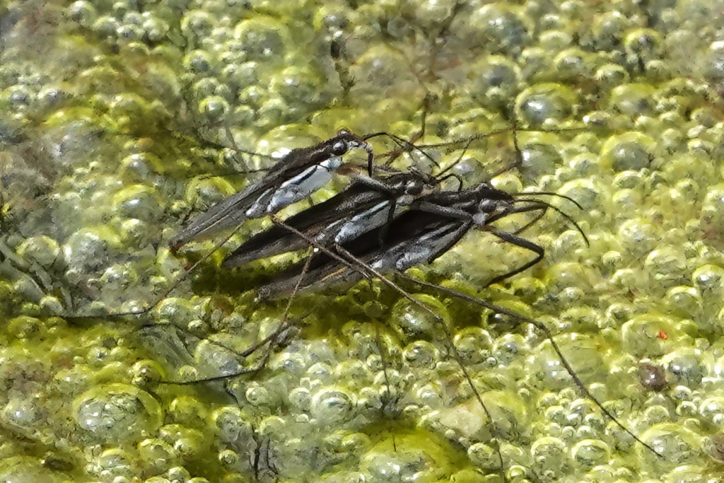 Gerris in April 2024 by Rick Barricklow · iNaturalist