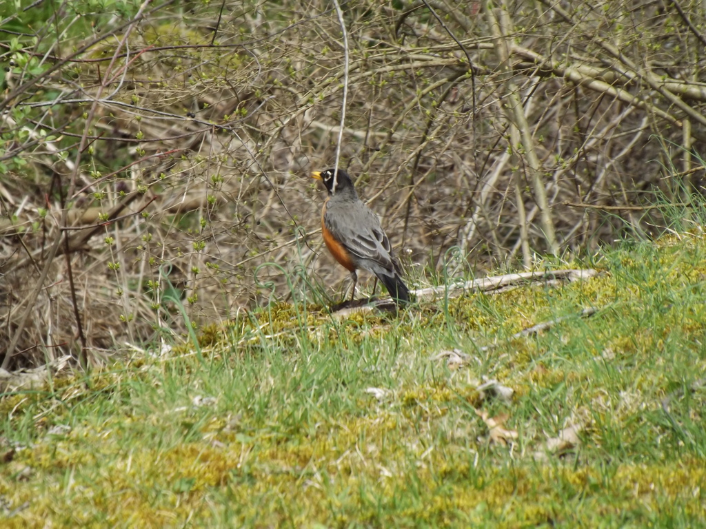 American Robin from Crawford County, PA, USA on April 9, 2024 at 12:18 ...