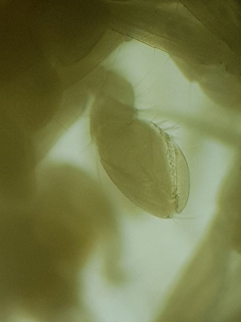 Stygobromus from Lancaster County, PA, USA on April 9, 2024 at 10:35 PM ...