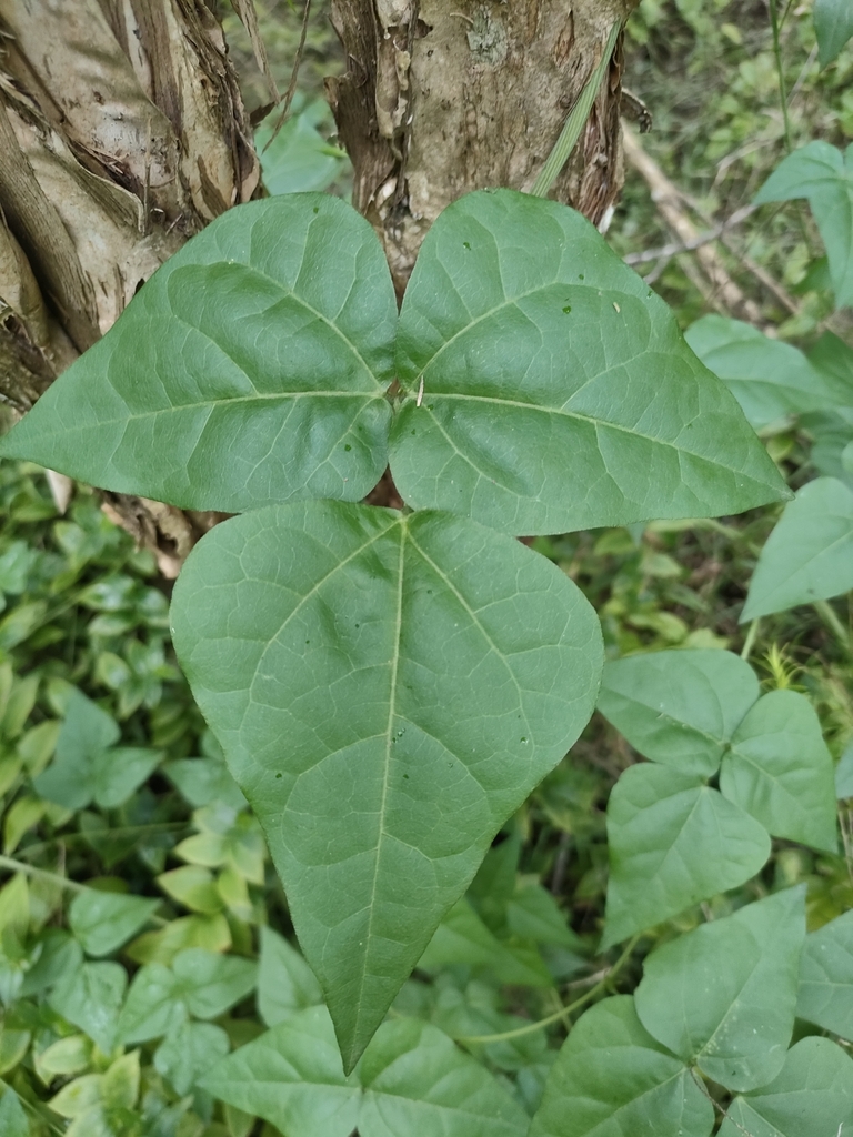 Okie bean from Hastings VIC 3915, Australia on April 10, 2024 at 09:36 ...