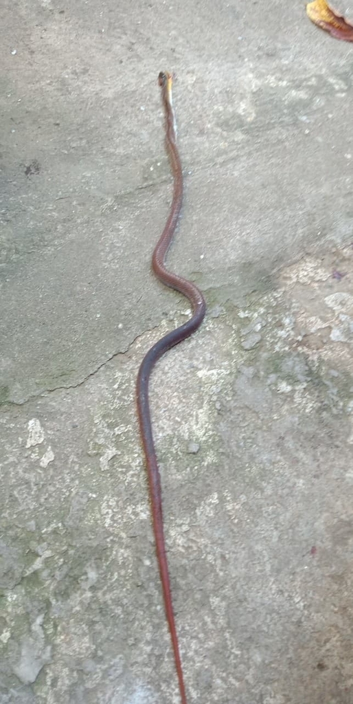 Reddish Rat Snake from Quinale Cabasan (Pob.), Tabaco City, Albay ...