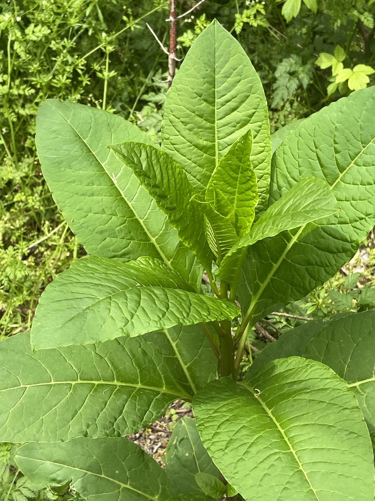 American pokeweed from County Road 584, Anna, TX, US on April 8, 2024 ...