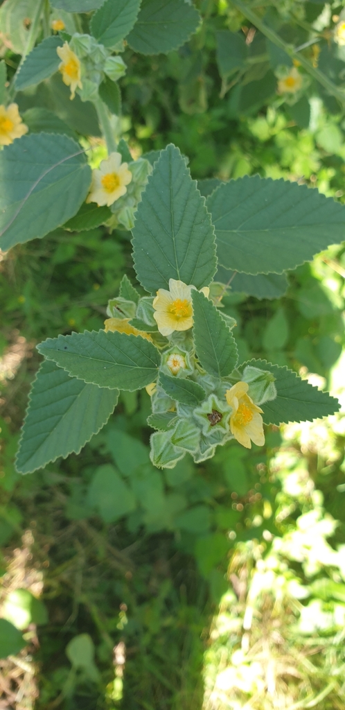 flannel weed from Logan Reserve QLD 4133, Australia on April 10, 2024 ...