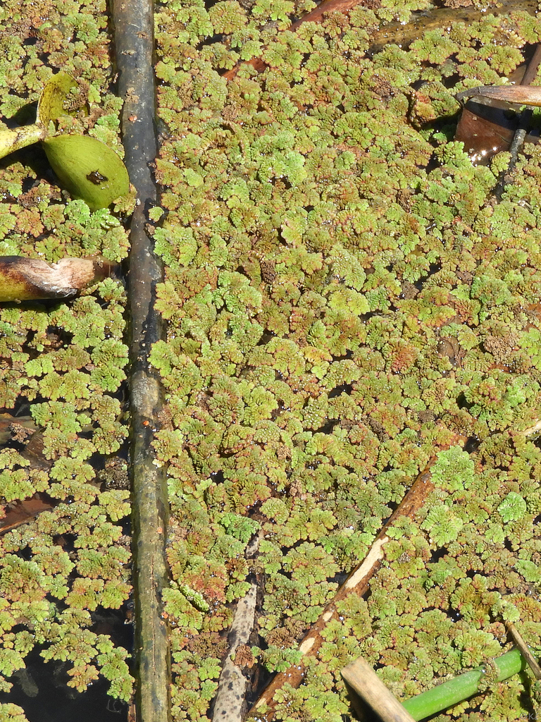 water fern from Jepson Prairie Preserve, Solano County, California on ...