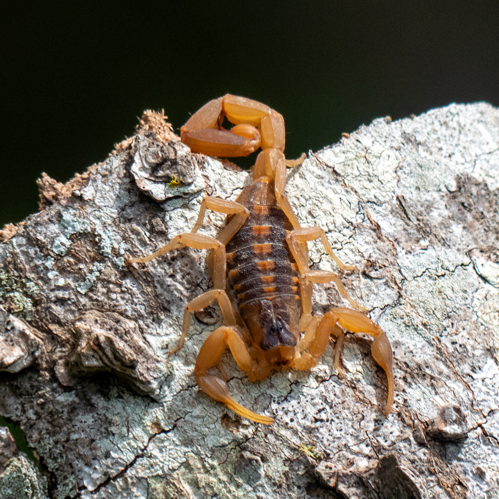 Striped Bark Scorpion in April 2024 by David Martin · iNaturalist