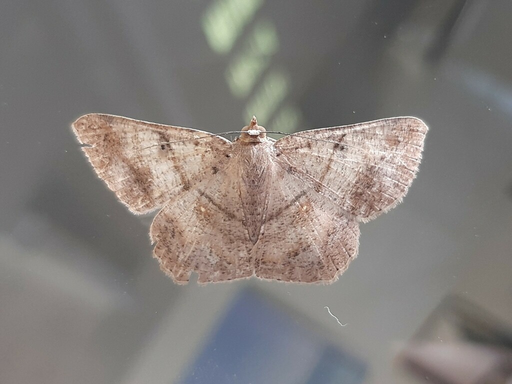 Petelia medardaria from Cairns QLD, Australia on April 10, 2024 at 01: ...