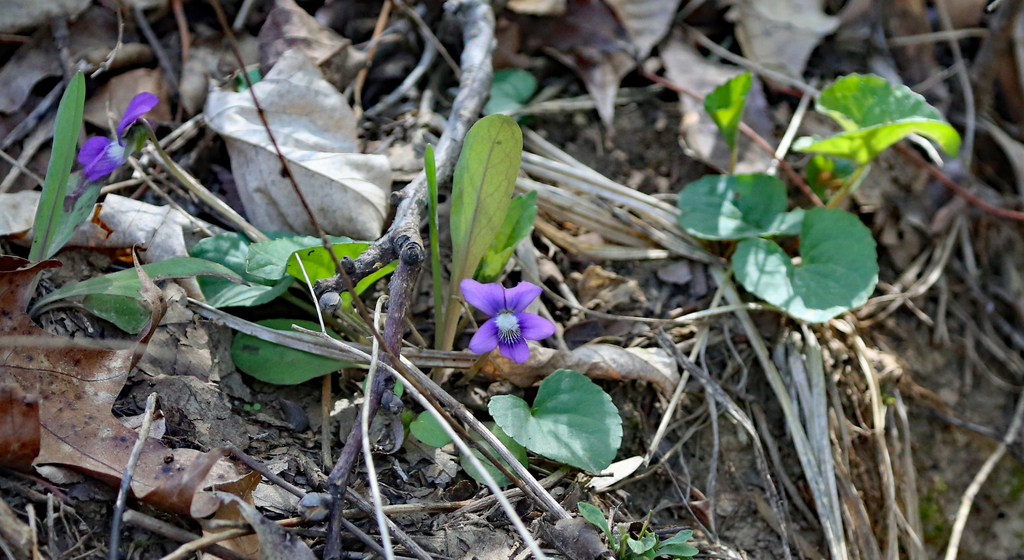 common blue violet from Franklin County, AR, USA on April 8, 2024 at 11 ...