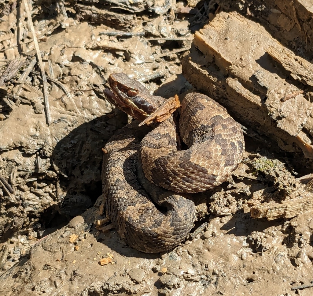 Northern Cottonmouth from Spring, TX 77373, USA on April 3, 2024 at 11: ...