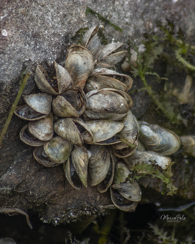 Mytilopsis adamsi · iNaturalist