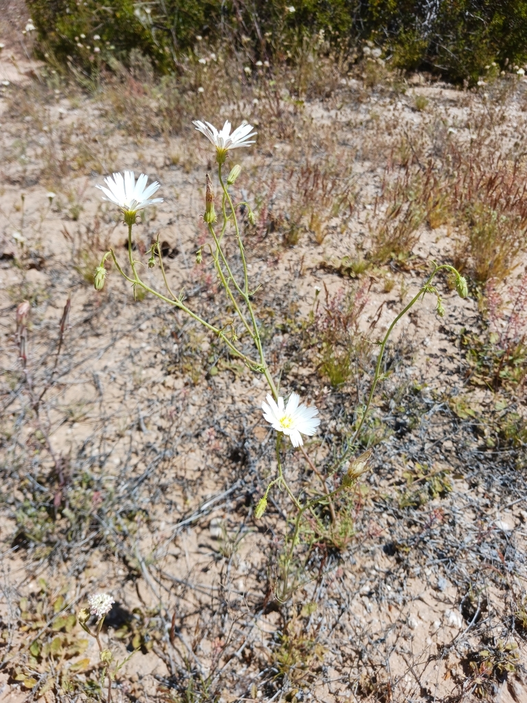 white tack-stem from Yuma County, AZ, USA on April 3, 2024 at 12:20 PM ...