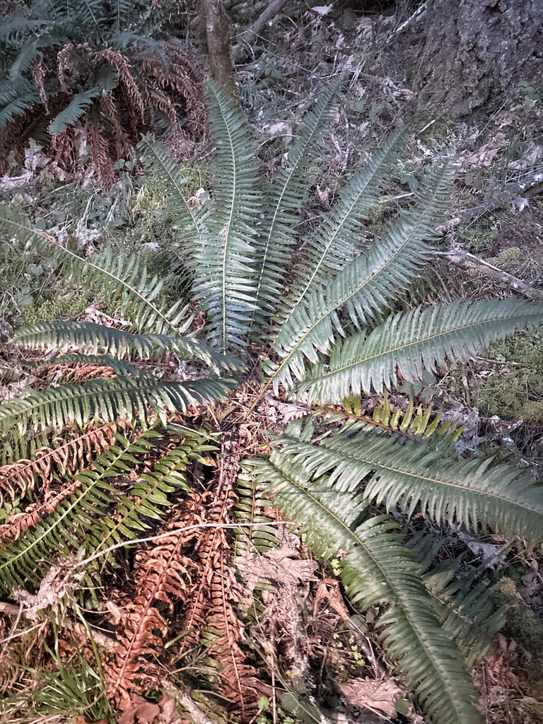 western sword fern from Corvallis, OR, US on April 9, 2024 at 08:07 PM ...