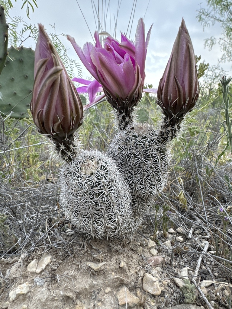 Weniger's Hedgehog Cactus in April 2024 by Aaron Echols · iNaturalist