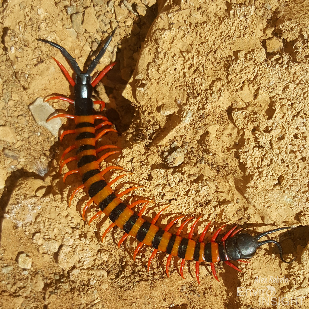Red-headed Centipede from 50 km North of Loeriesfontein, Northern Cape ...