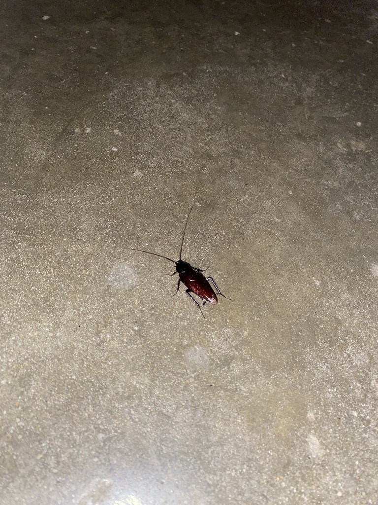 Household Cockroaches from The University of North Carolina at Chapel ...