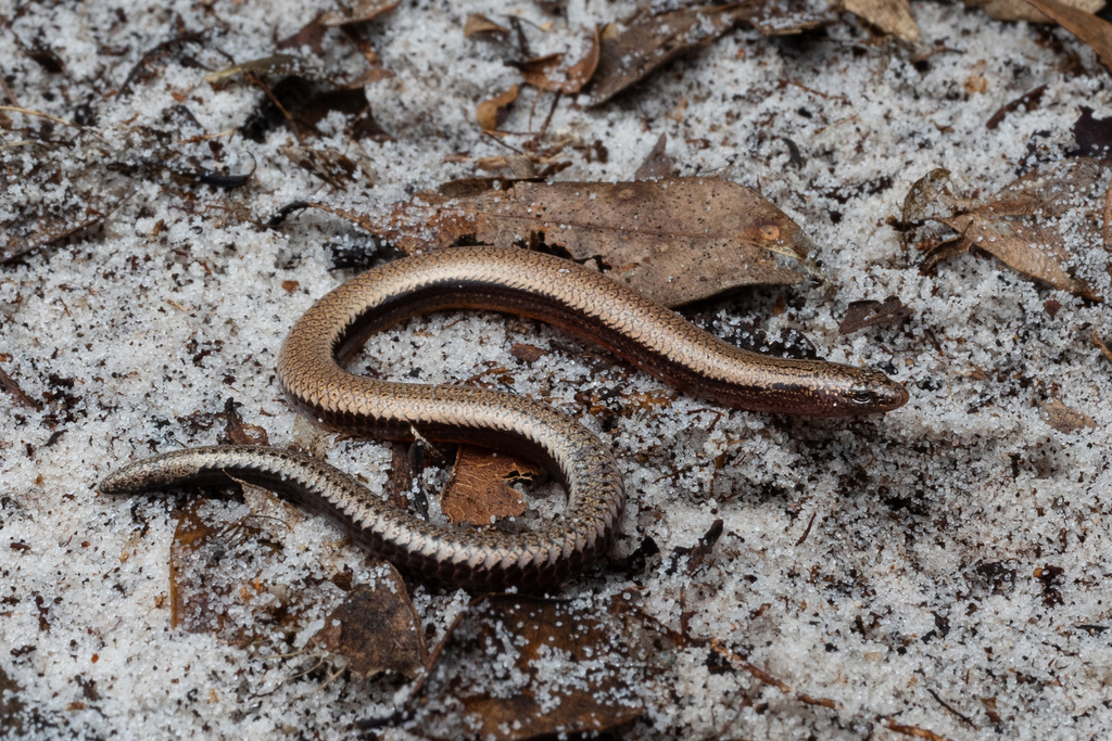 Cooloola Snake-skink in April 2024 by Indra Bone · iNaturalist
