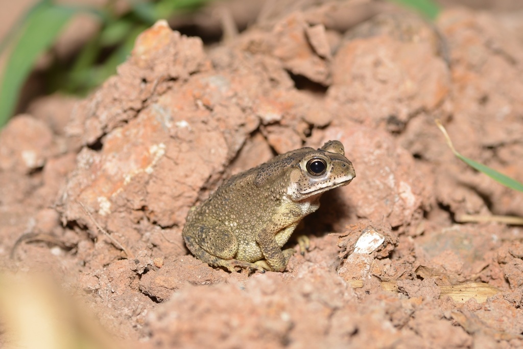 Asian Common Toad from สวนหลวง ร.9, อำเภอเมืองสุราษฎร์ธานี ...