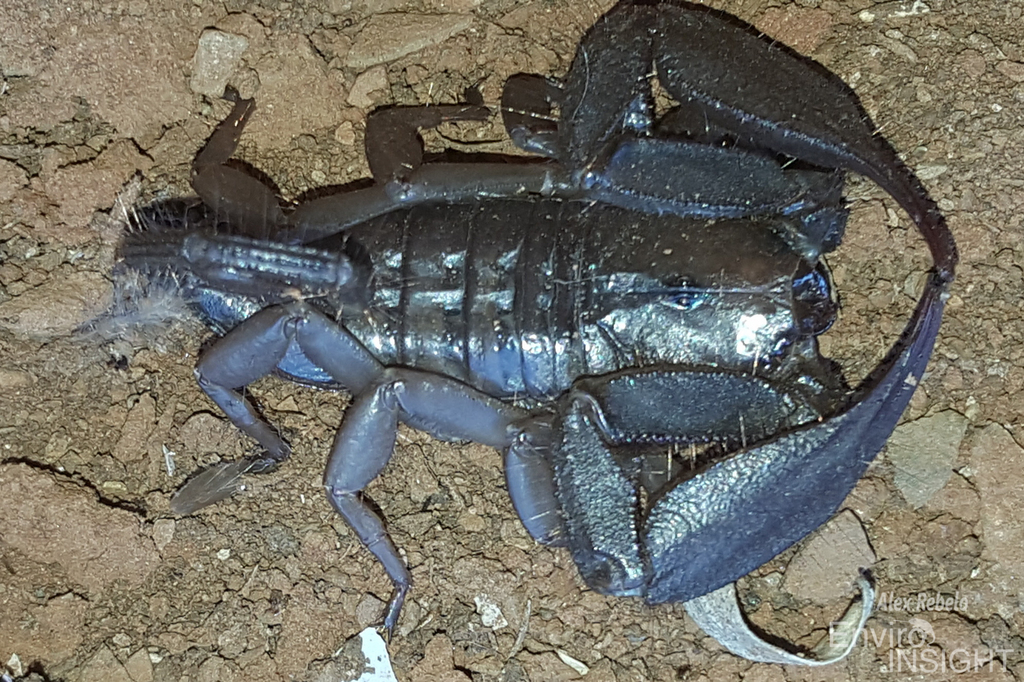 Fine Rock Scorpion from 53 km S of Griekwastad on November 15, 2020 at ...