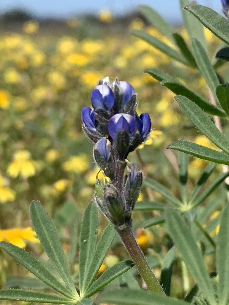 Miniature Lupine from Dixon, CA, US on April 2, 2024 at 11:46 AM by ...